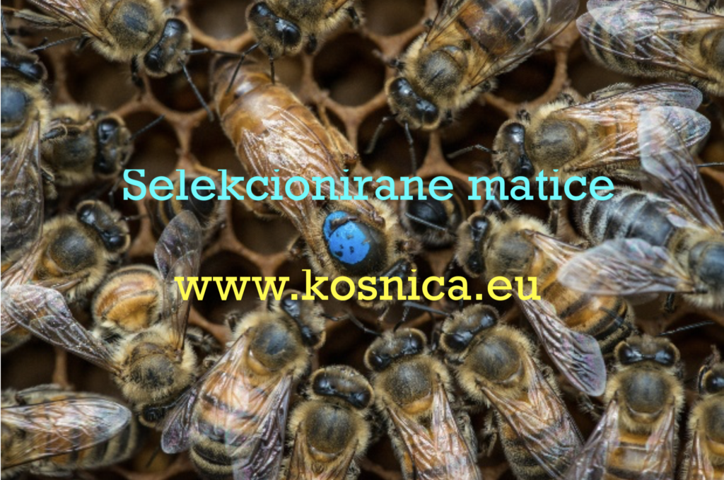 Pčelarska oprema - Košnica - pčelarska oprema, med hrvatskih pčelinjaka ...